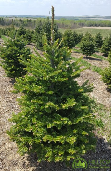 Choose Hilltop Christmas Tree Farms - Soccer Mom Life